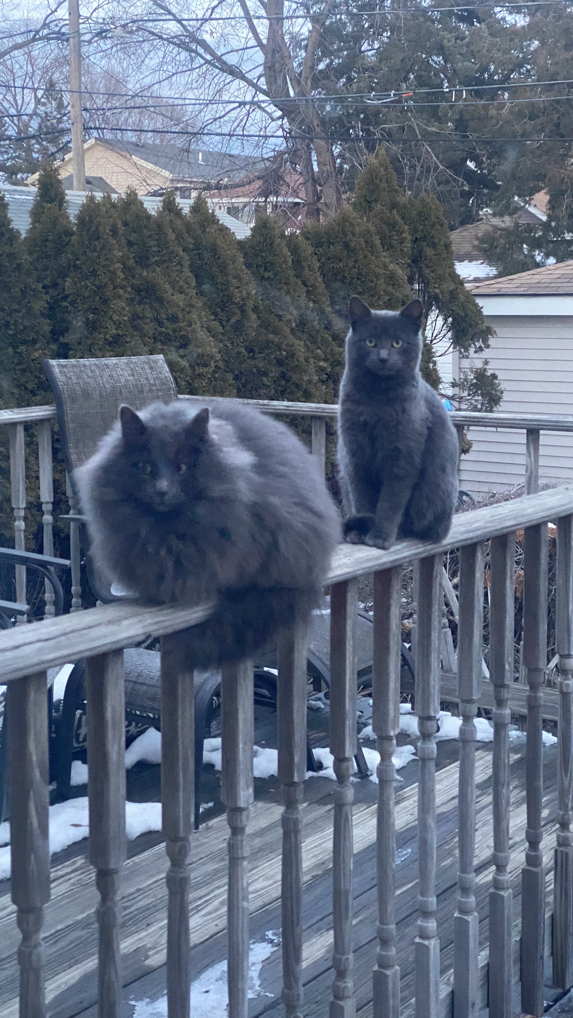 Donate a Trap Program: CasaCatChi needs your help! | Tru Catch Traps