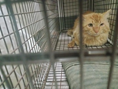 Donate a Trap Program: Catman | Tru Catch Traps